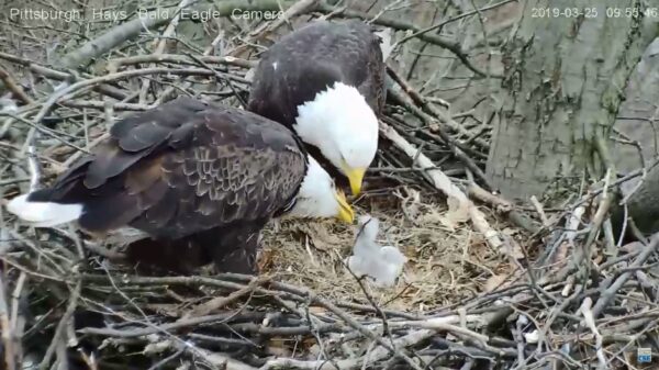 Welcome to the Pittsburgh Hays Bald Eagle Live Streaming Nest Cam Glen ...