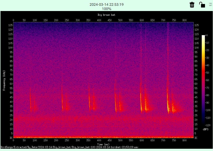 Understanding Bat Acoustics: The Power of Echolocation